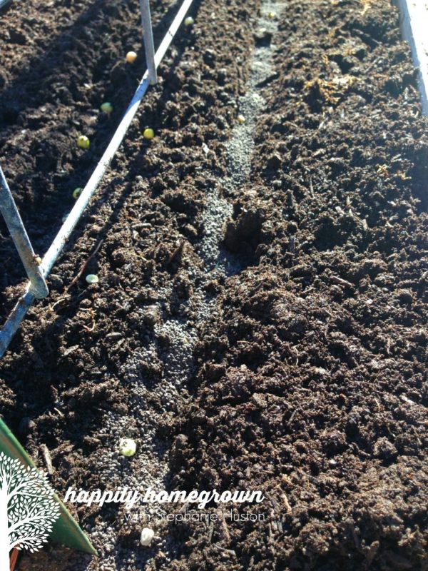 How to Grow Peas - Happily Homegrown