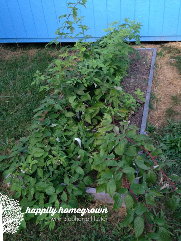 Growing Raspberries - Happily Homegrown