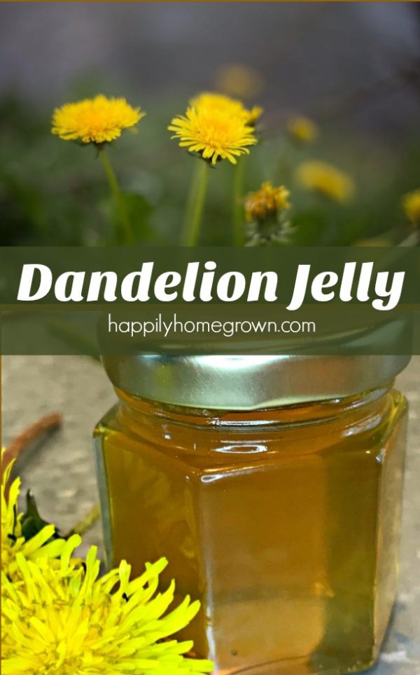 Dandelion Jelly - Happily Homegrown