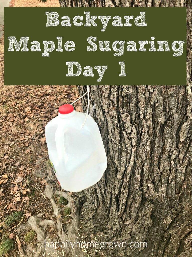 Backyard Maple Sugaring: Day 1 - Happily Homegrown