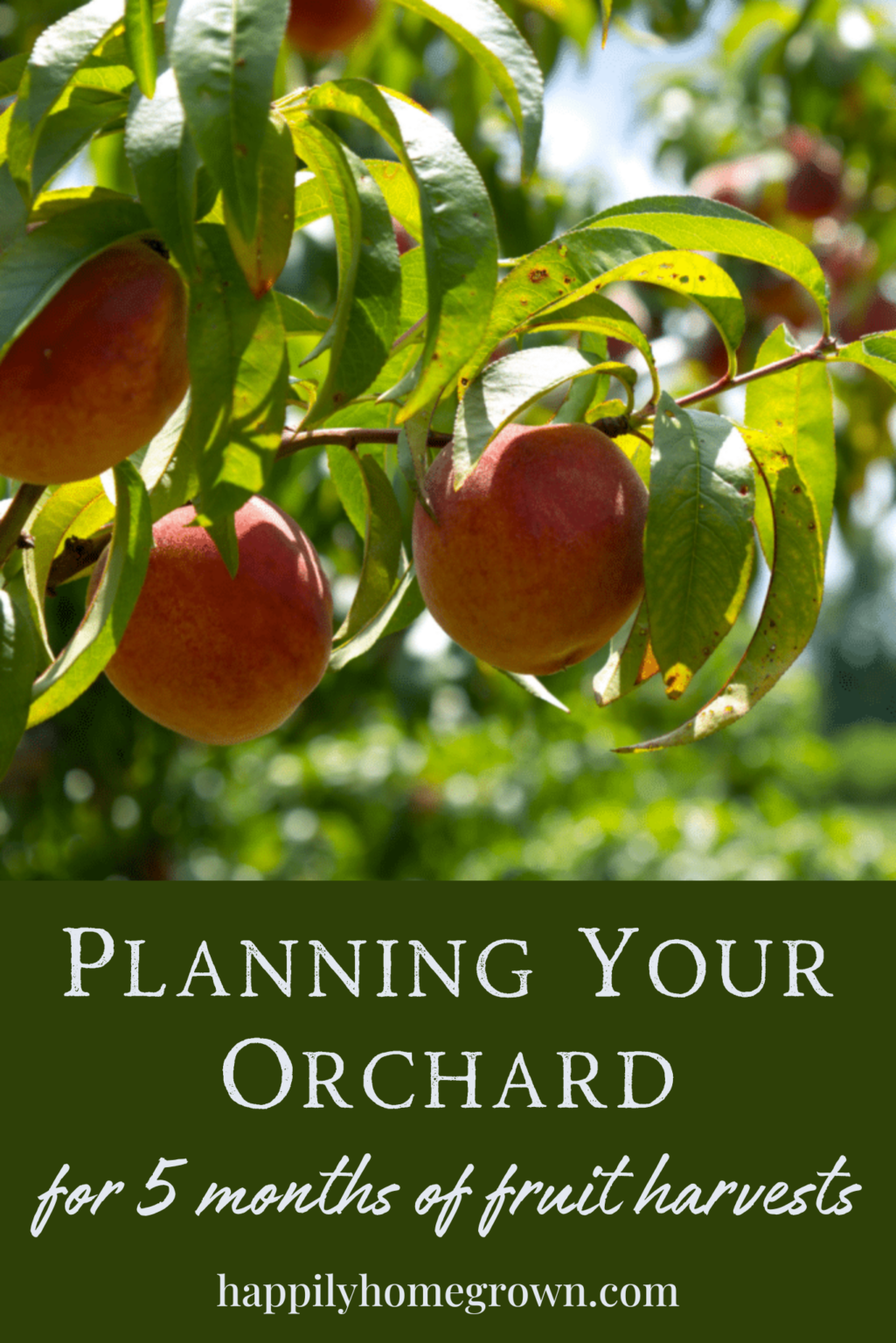 Planning Your Orchard for 5 Months of Fruit Harvests - Happily Homegrown