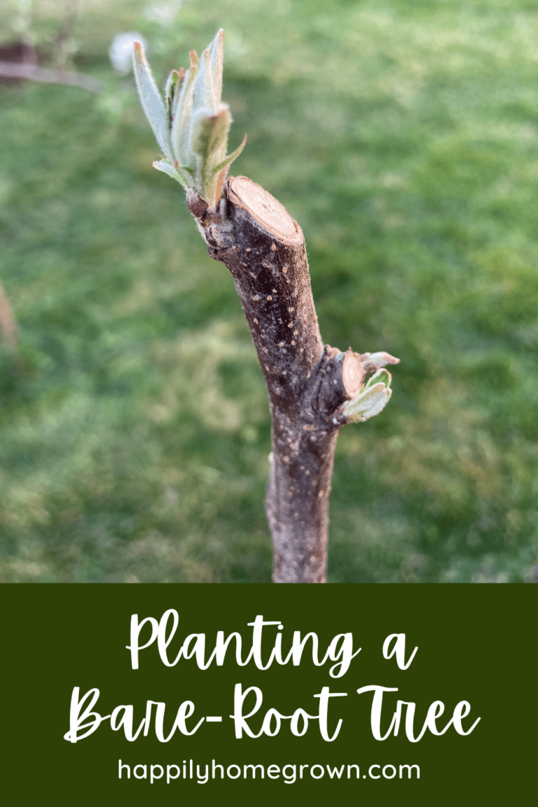 Planting a Bare-Root Tree - Happily Homegrown